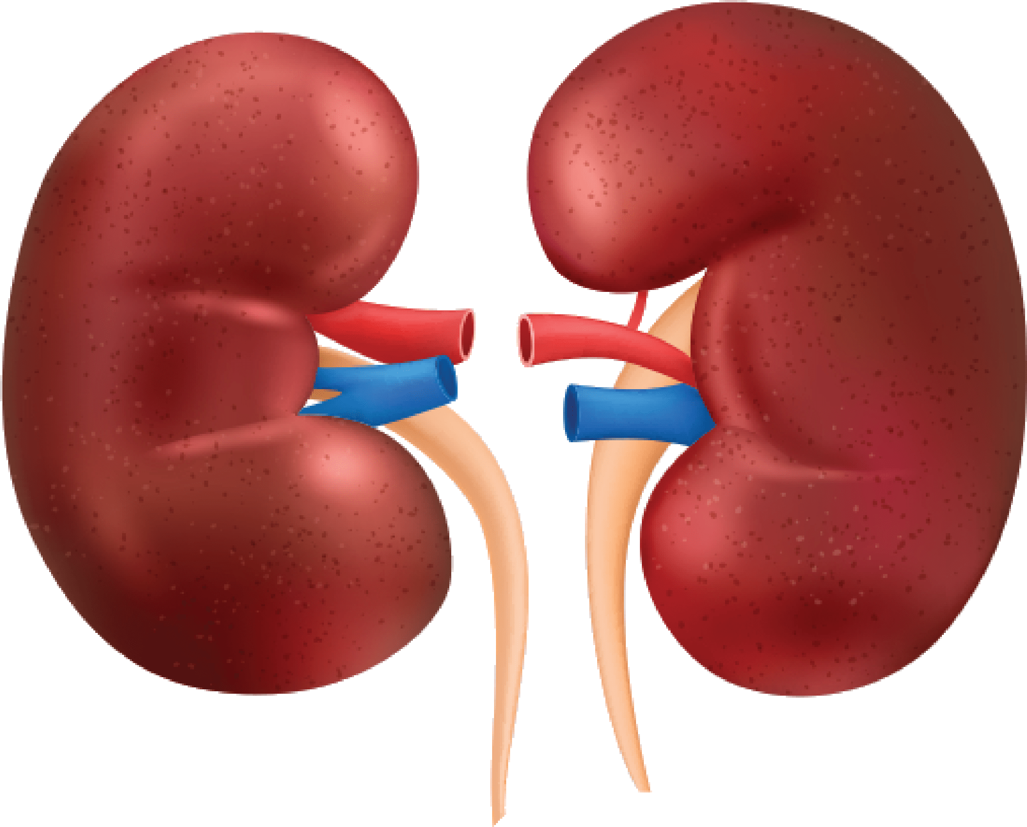 Controlling water balance: the kidneys, and treating kidney failure ...